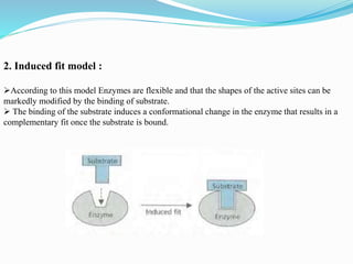 Enzyme catalysis | PPTX