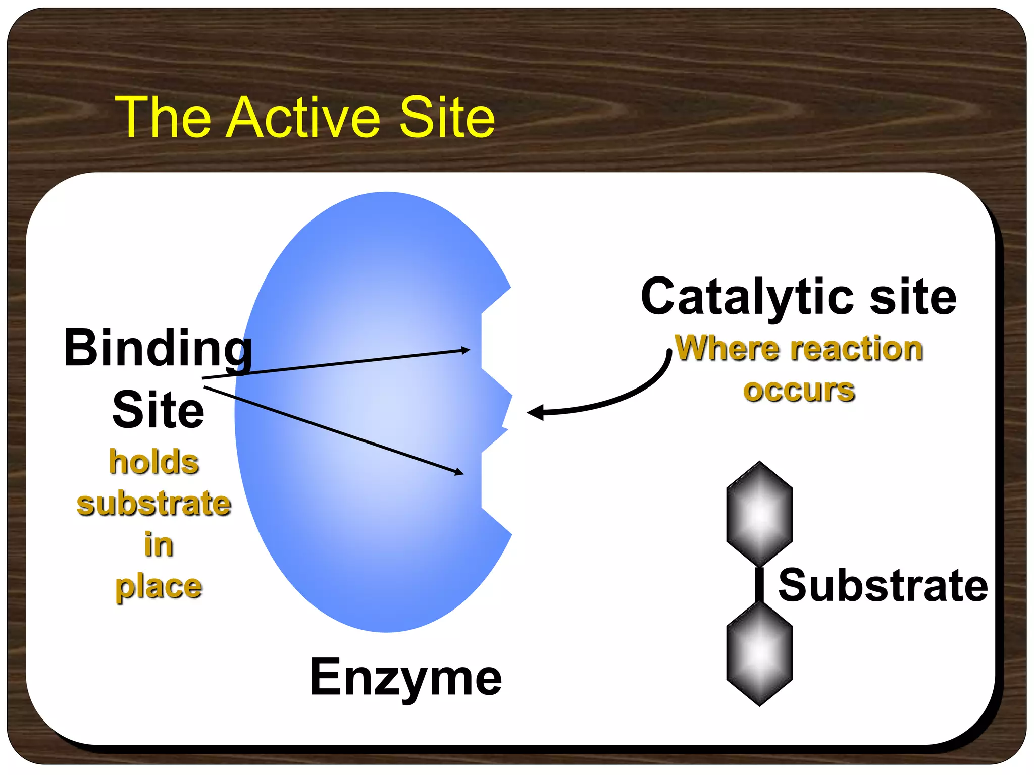 Enzyme catalysis, effect of organic solvent | PPTX