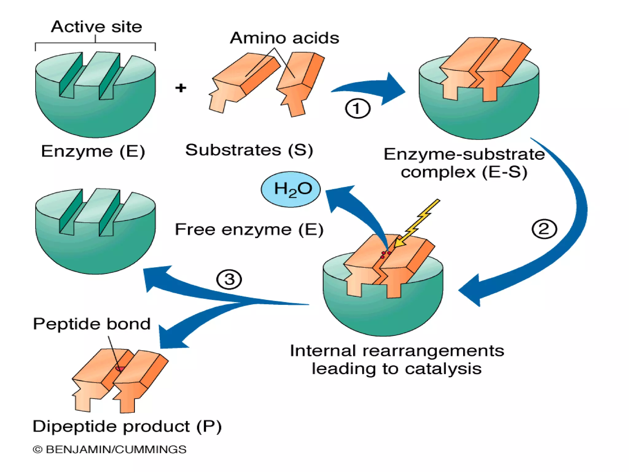 Enzyme catalysis, effect of organic solvent | PPTX