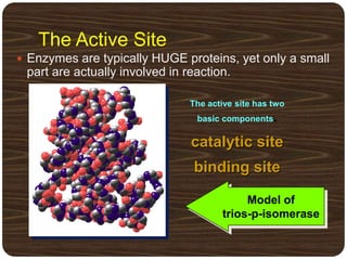 Enzyme catalysis, effect of organic solvent | PPTX