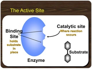 Enzyme catalysis, effect of organic solvent | PPTX