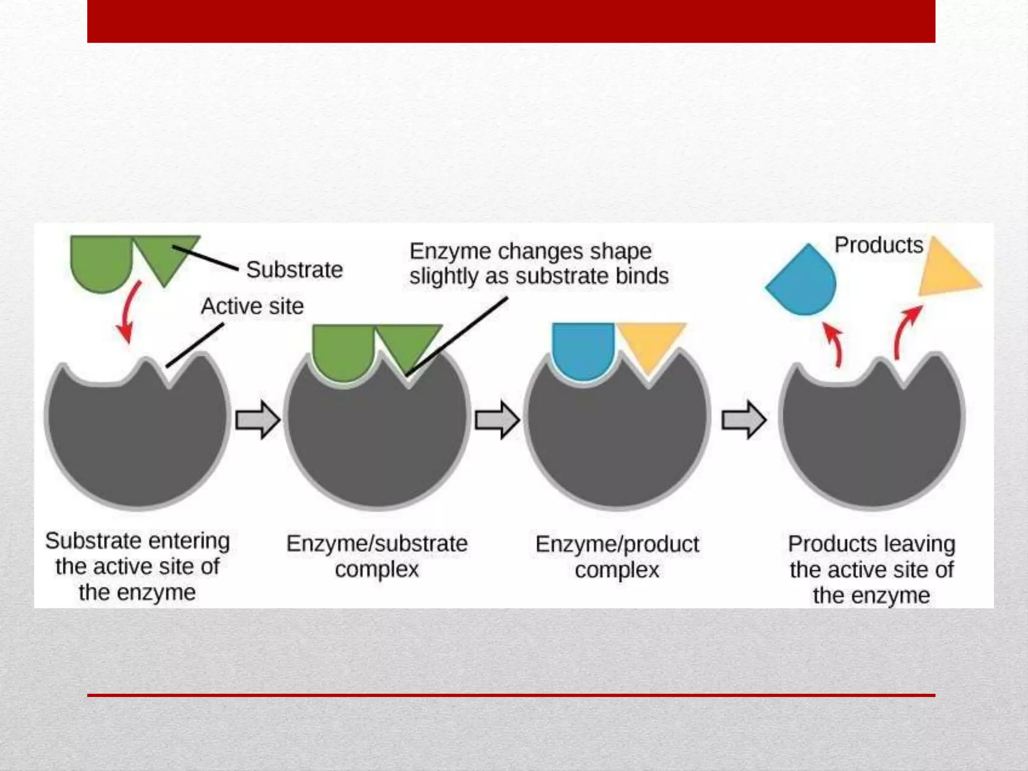 Enzyme catalysis | PPTX | Chemistry | Science