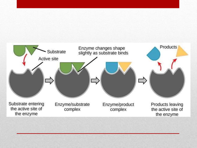 Enzyme catalysis | PPT