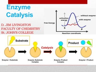 Diagram Of Enzyme Catalyzed Reaction