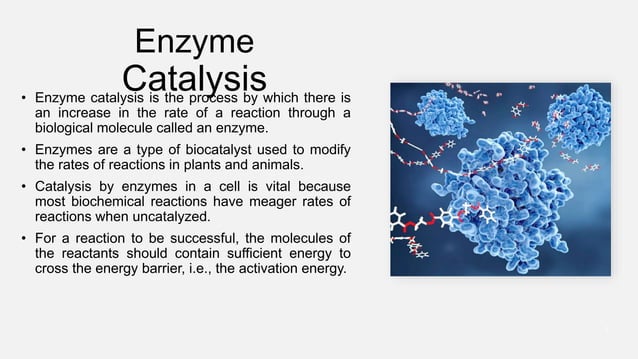 Enzyme Catalysis.pptx | Chemistry | Science