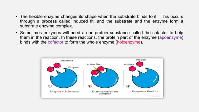 Enzyme Catalysis.pptx | Chemistry | Science