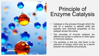Enzyme Catalysis.pptx