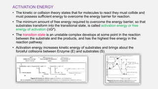 Enzyme Catalysis.pptx