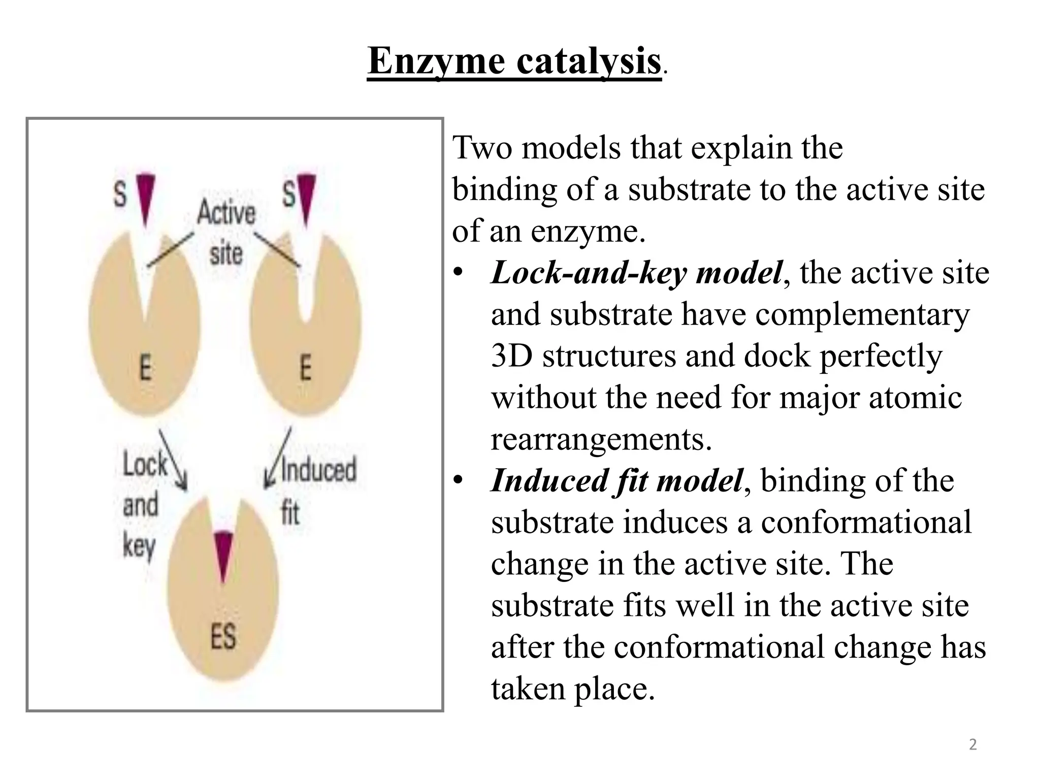 Enzyme Catalysis Heterogeneous and Homogeneous | PPTX
