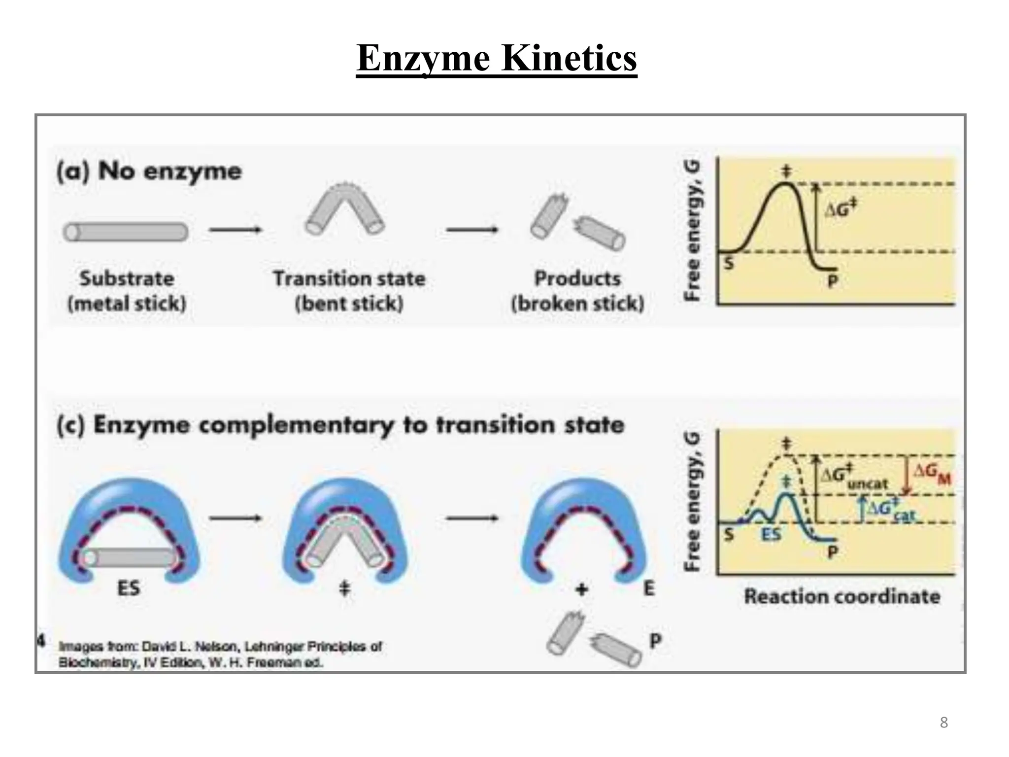 Enzyme Catalysis Heterogeneous and Homogeneous | PPTX