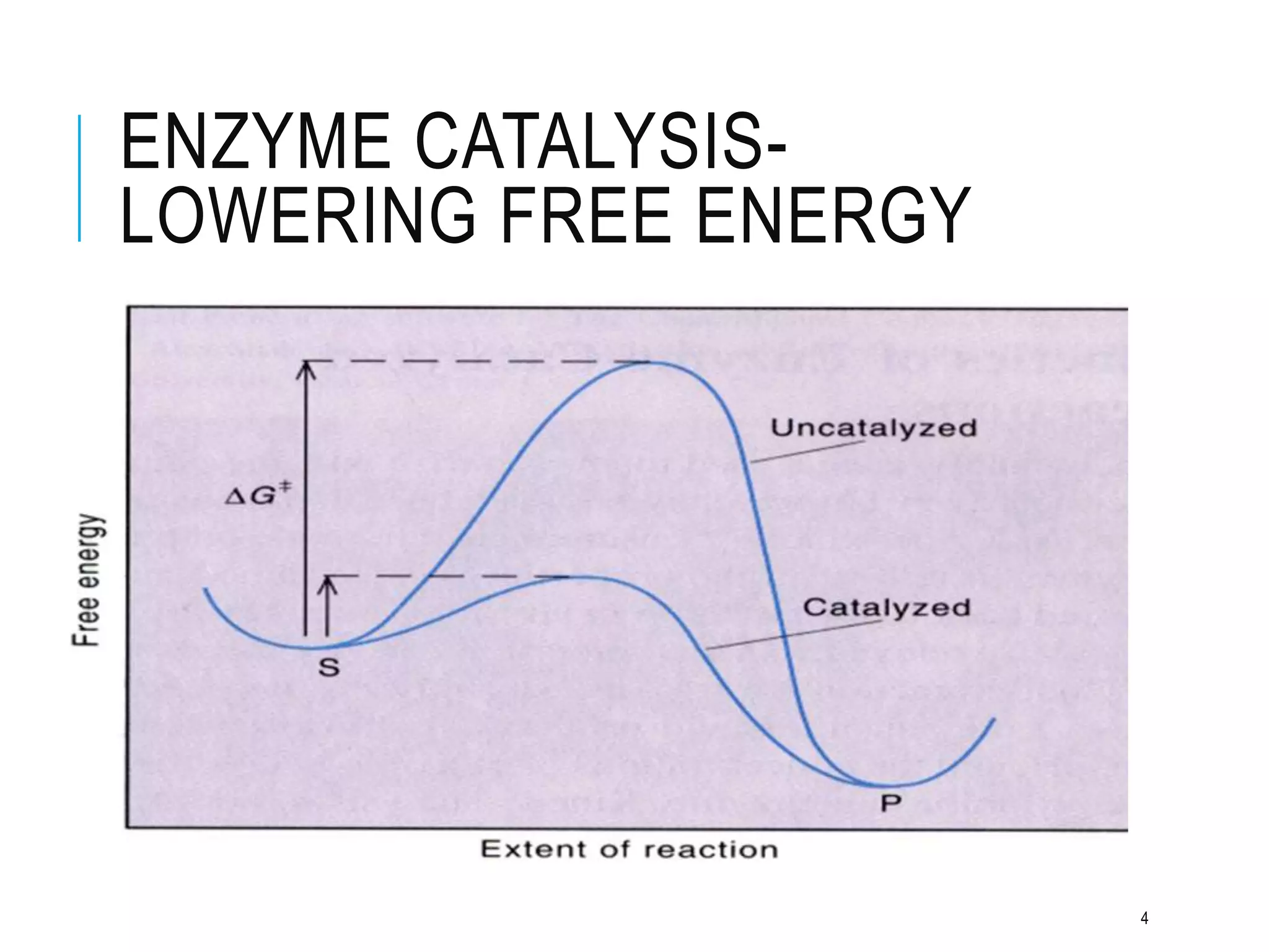 Enzyme catalysis mechanisms involved | PPTX