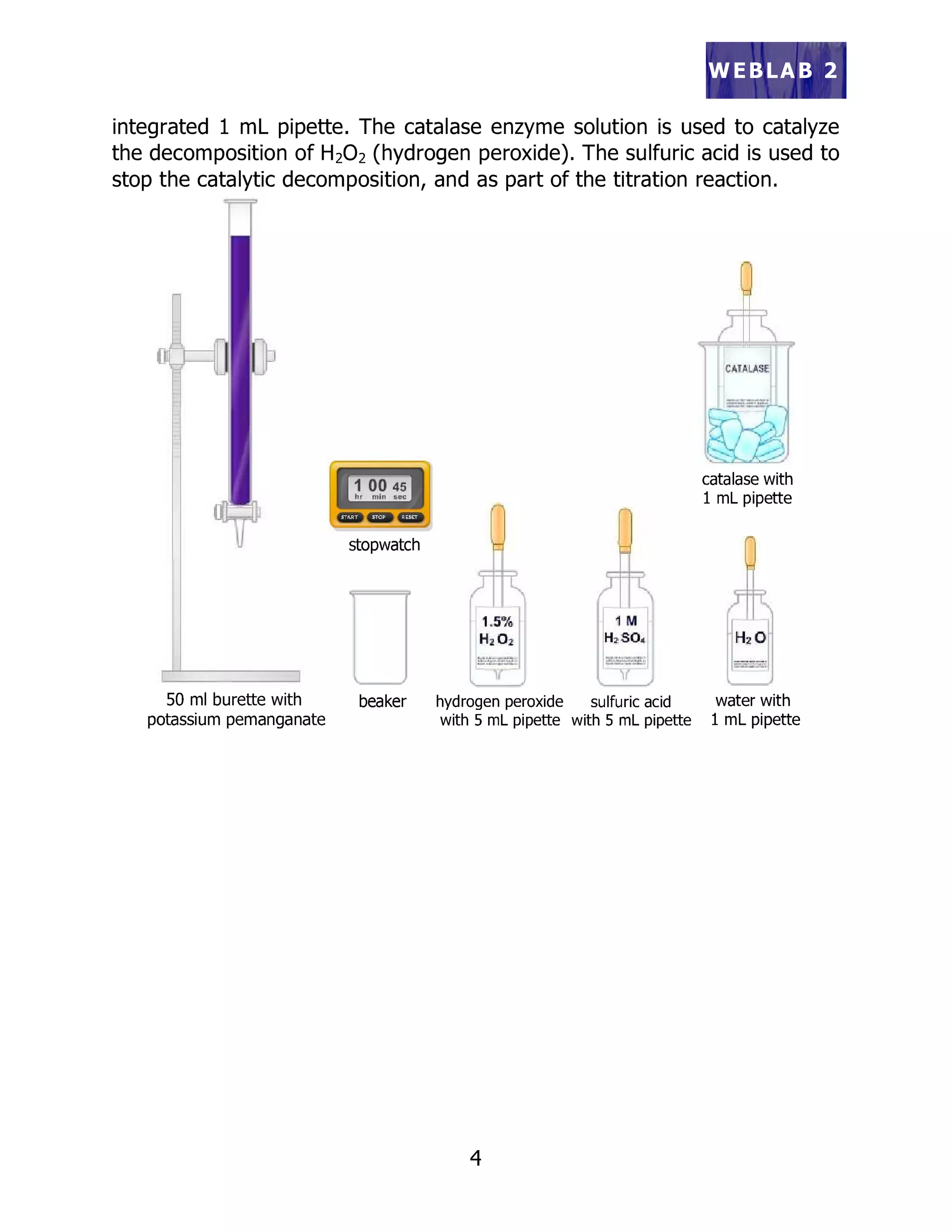 Enzyme catalysis online worksheet | PDF