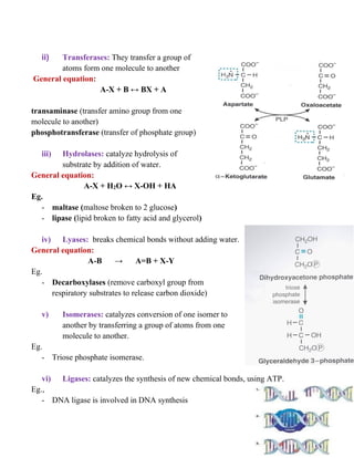 Enzyme catalysed reactions, enzyme kinetics and it’s mechanism of ...