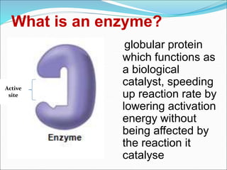 Enzyme 101 | PPT