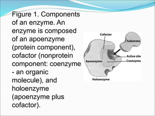 enzyme_class2.ppt