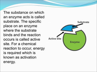 enzyme_class2.ppt