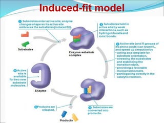 enzyme biochemistry classification regulation | PPT