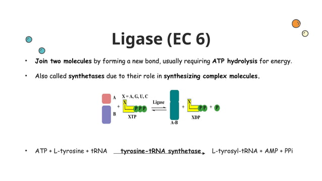 Classification of enzymes (with examples)) | PPTX