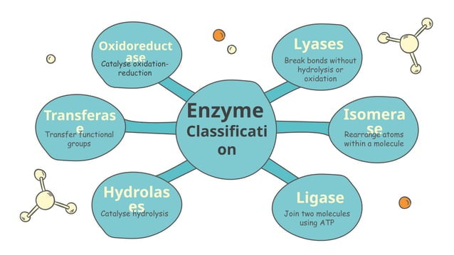 Classification of enzymes (with examples)) | PPTX