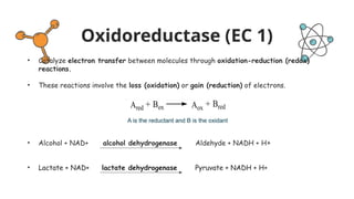 Classification of enzymes (with examples)) | PPTX