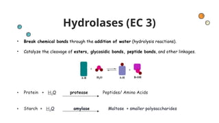 Classification of enzymes (with examples)) | PPTX