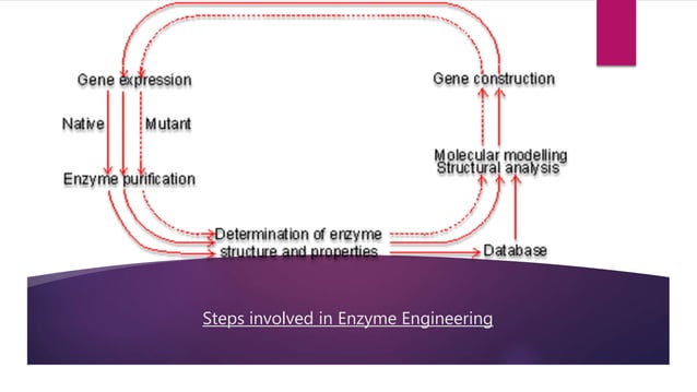 Enzyme engineering .pdf | Biotech and Biomedical Industry | Industries
