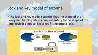 what are enzymes? factors that affect enzymes and digestive enzymes. | PPTX