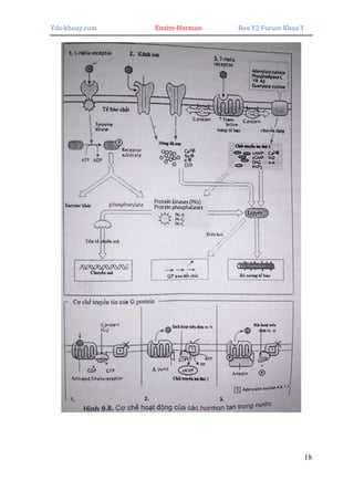 Enzyme - Hormon | PDF