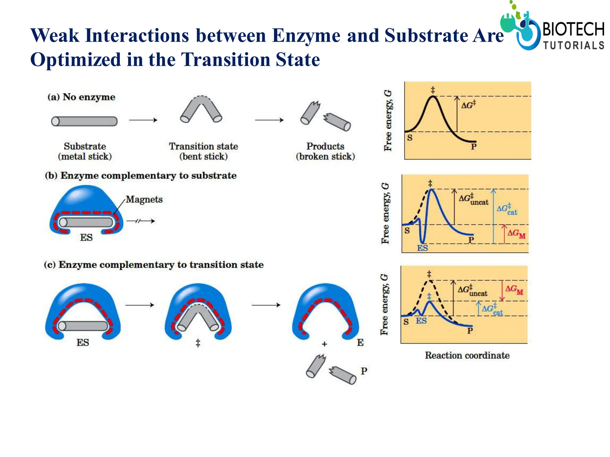 Enzyme II Mechanisms of action BSc 2nd sem .pdf