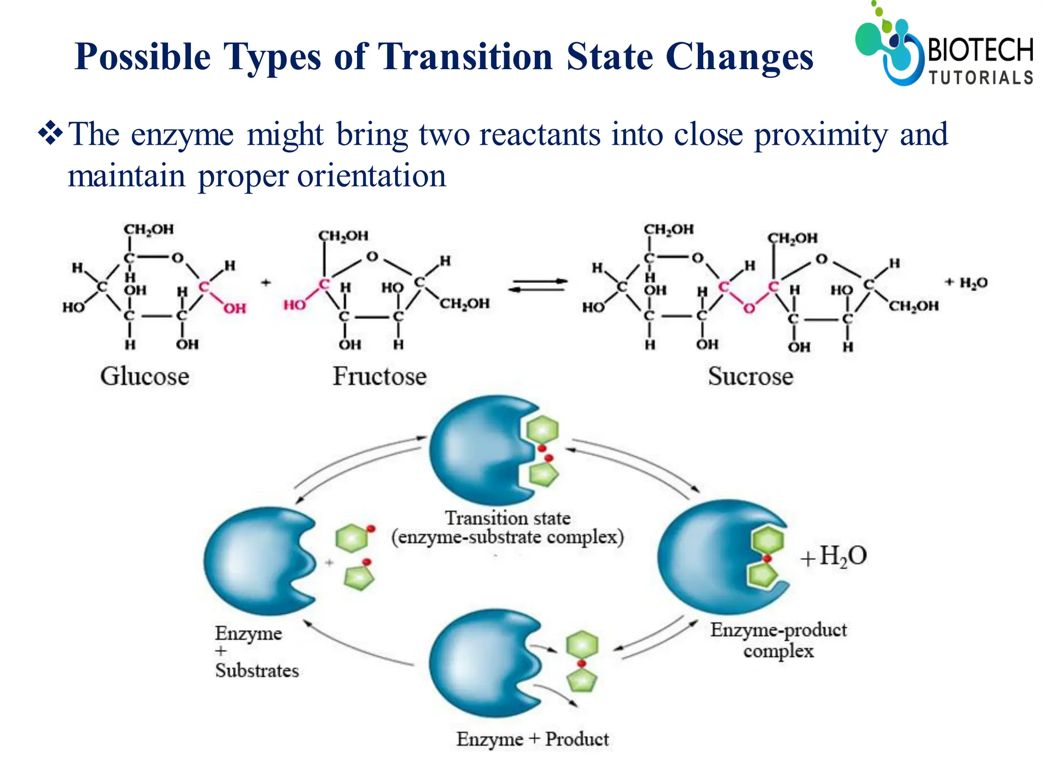 Enzyme II Mechanisms of action BSc 2nd sem .pdf