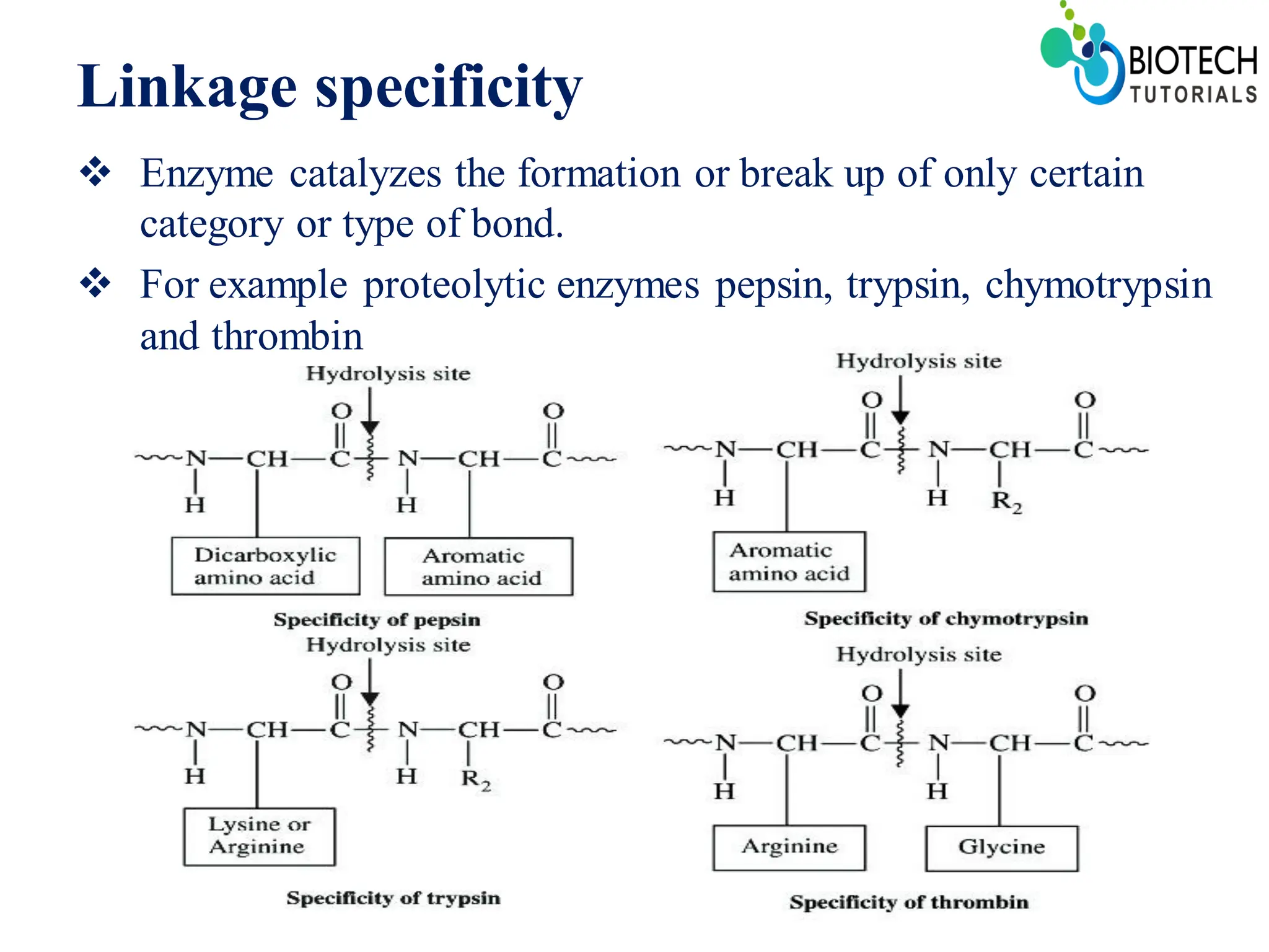 Enzyme II Mechanisms of action BSc 2nd sem .pdf