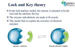 Enzyme II Mechanisms of action BSc 2nd sem .pdf