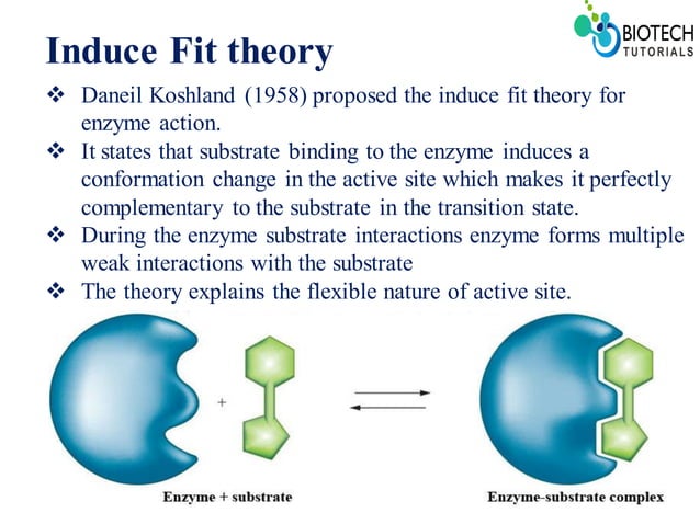 Enzyme II Mechanisms of action BSc 2nd sem .pdf | Chemistry | Science