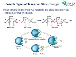 Enzyme II Mechanisms of action BSc 2nd sem .pdf