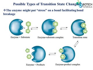 Enzyme II Mechanisms of action BSc 2nd sem .pdf