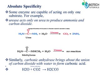 Enzyme II Mechanisms of action BSc 2nd sem .pdf