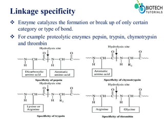 Enzyme II Mechanisms of action BSc 2nd sem .pdf