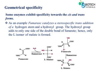 Enzyme II Mechanisms of action BSc 2nd sem .pdf