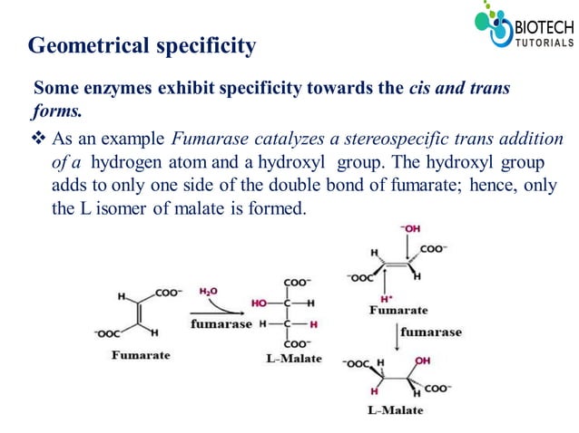 Enzyme II Mechanisms of action BSc 2nd sem .pdf | Chemistry | Science
