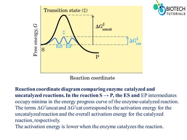 Enzyme II Mechanisms of action BSc 2nd sem .pdf | Chemistry | Science
