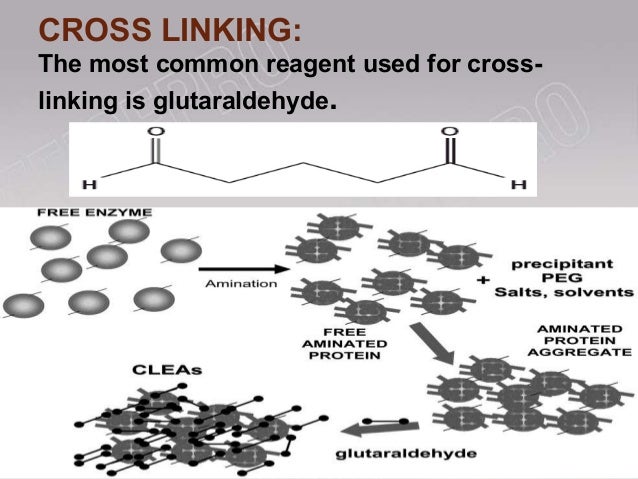 Enzyme immobilization