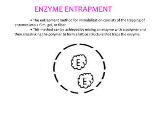 Enzyme immobilization | PPTX