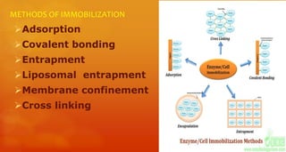 Enzyme immobilization | PPT