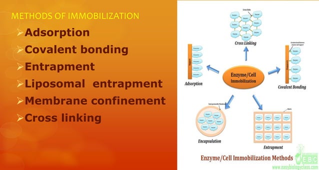 Enzyme immobilization | PPT