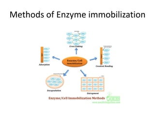 Enzyme immobilization | PPTX | Biotech and Biomedical Industry | Industries