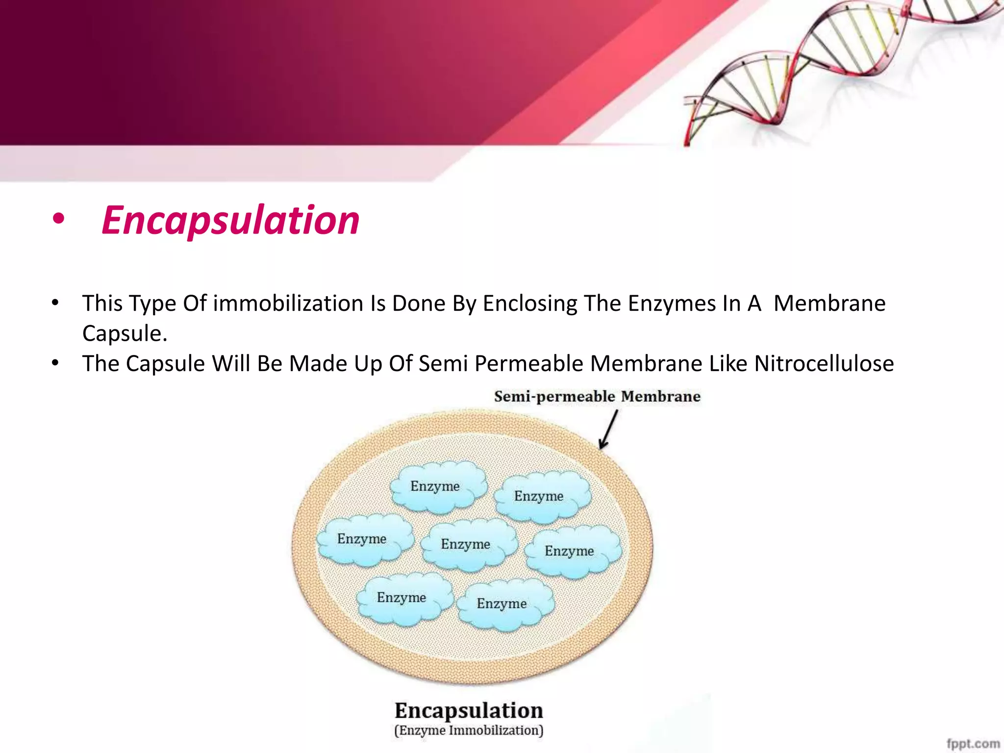 Enzyme immobilization , Advantages And Disadvantages With Method Of ...