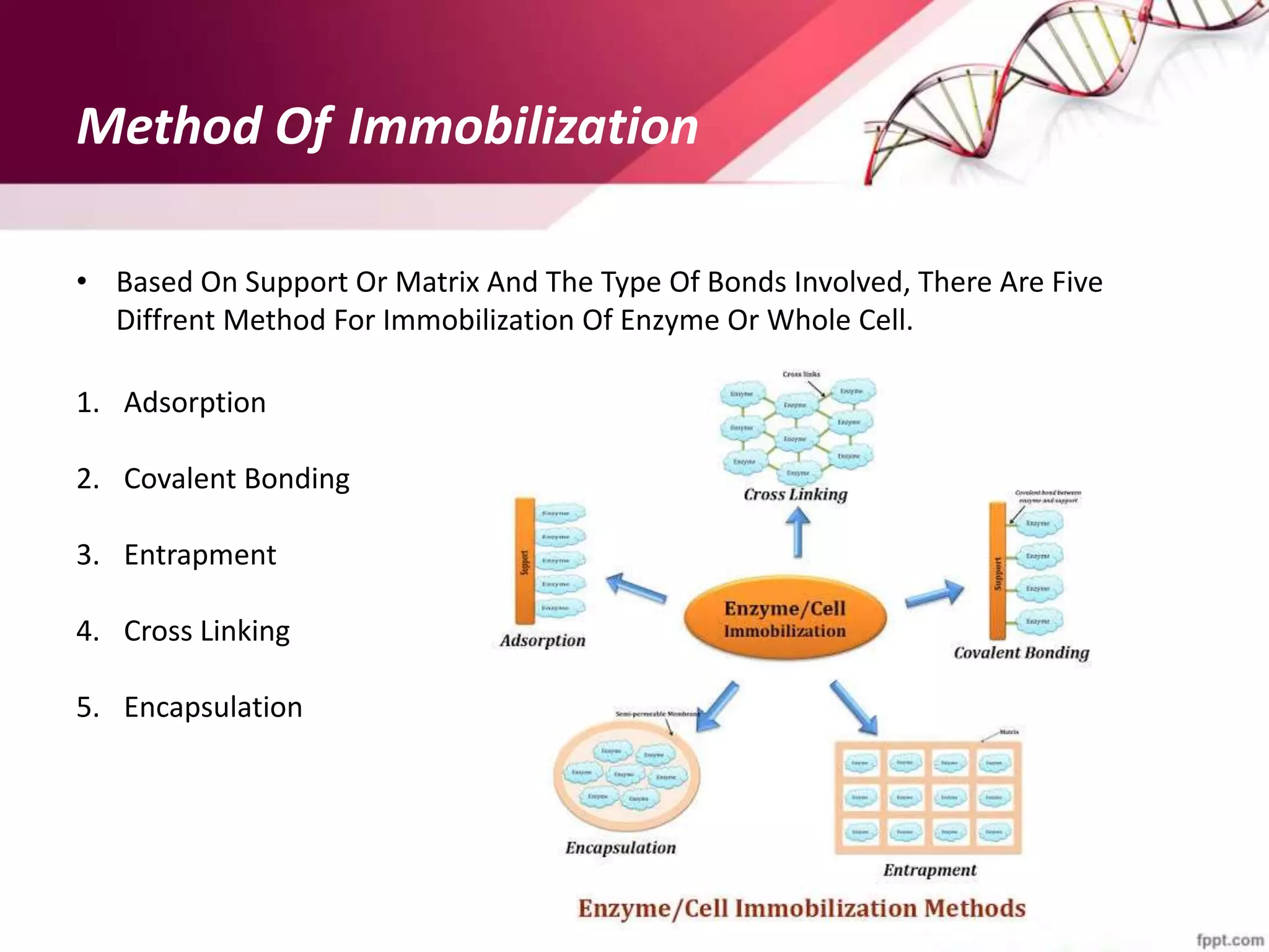 Enzyme immobilization , Advantages And Disadvantages With Method Of ...