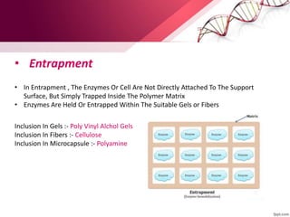 Enzyme immobilization , Advantages And Disadvantages With Method Of ...