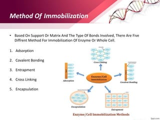 Enzyme immobilization , Advantages And Disadvantages With Method Of ...
