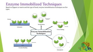 Enzyme immobilization ,Methods ,advantages and disadvantages and applications | PPTX